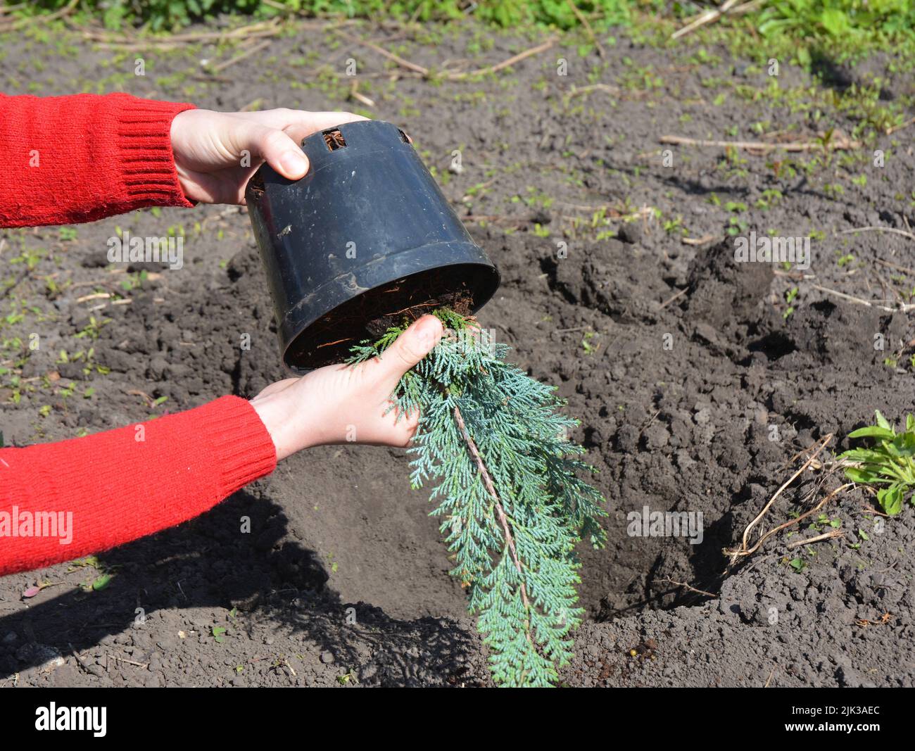 Hole soil roots hi-res stock photography and images - Alamy