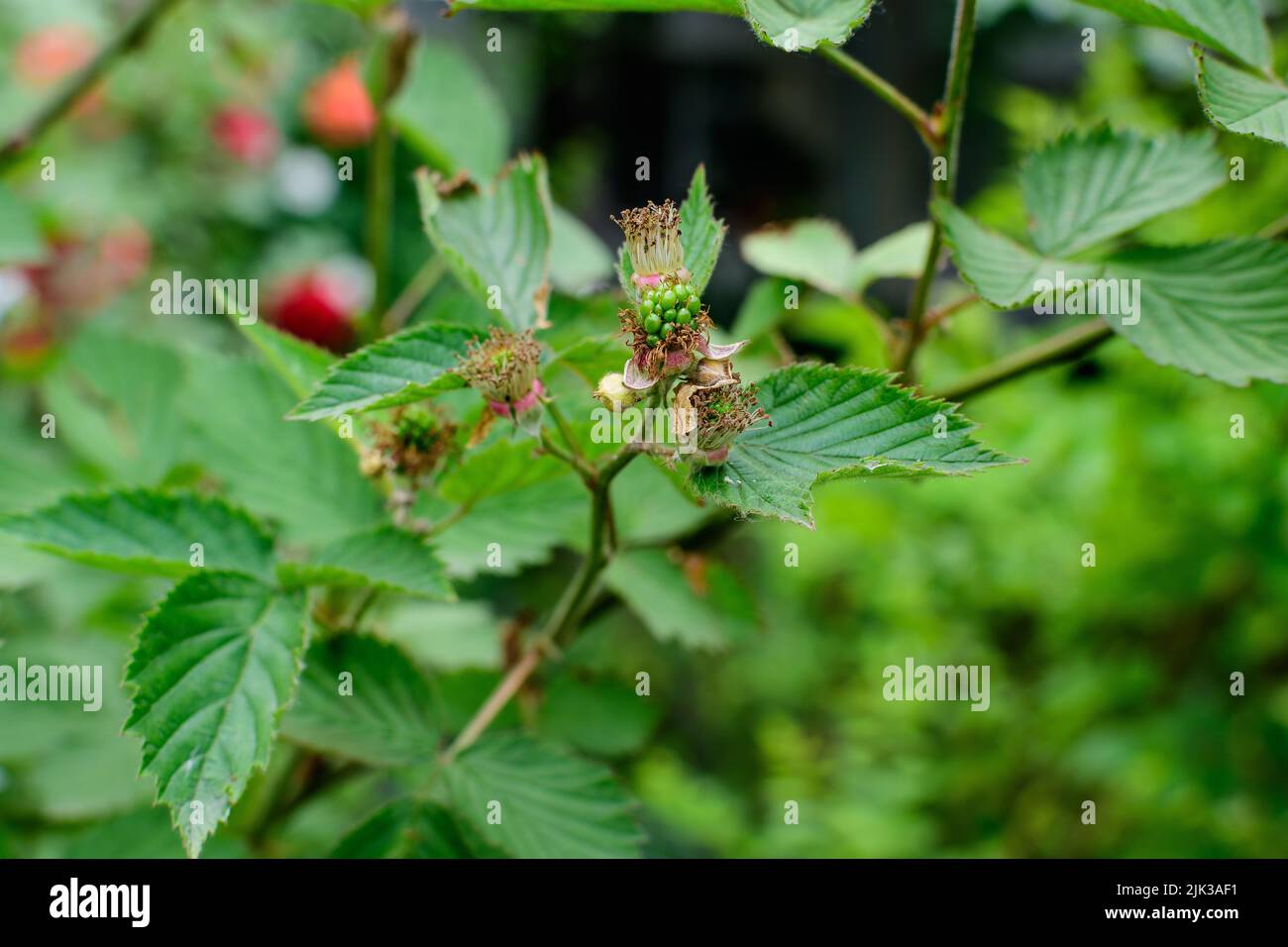 Delicate small white flowers on large wild blackberry bush in direct ...