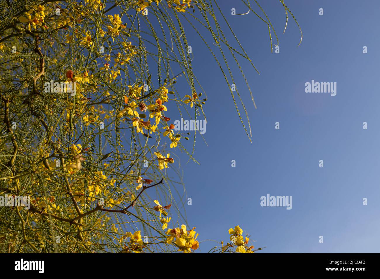 Beautiful Cassia fistula (Golden shower tree) blossom blooming on the tree with nature blurred ...