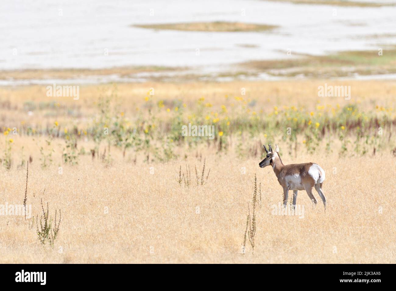 Antelope island national park hi-res stock photography and images - Alamy