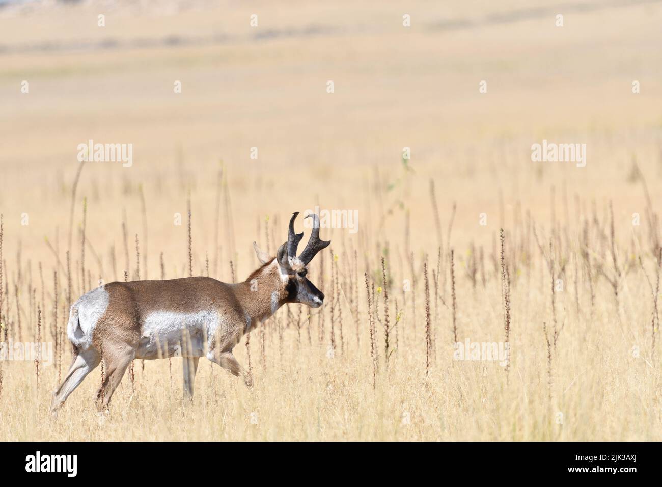 Antelope island wildlife hi-res stock photography and images - Alamy