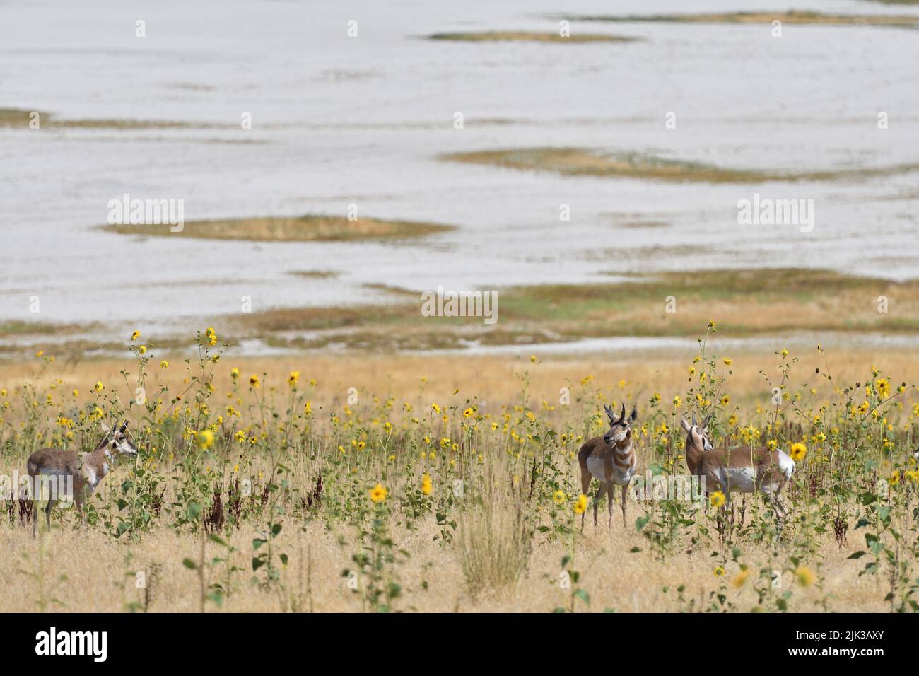Antelope island national park hi-res stock photography and images - Alamy