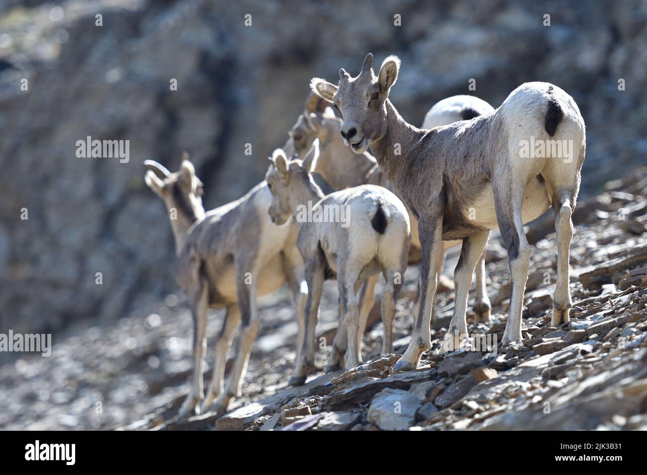 Mountain goat glacier national park hi-res stock photography and images ...
