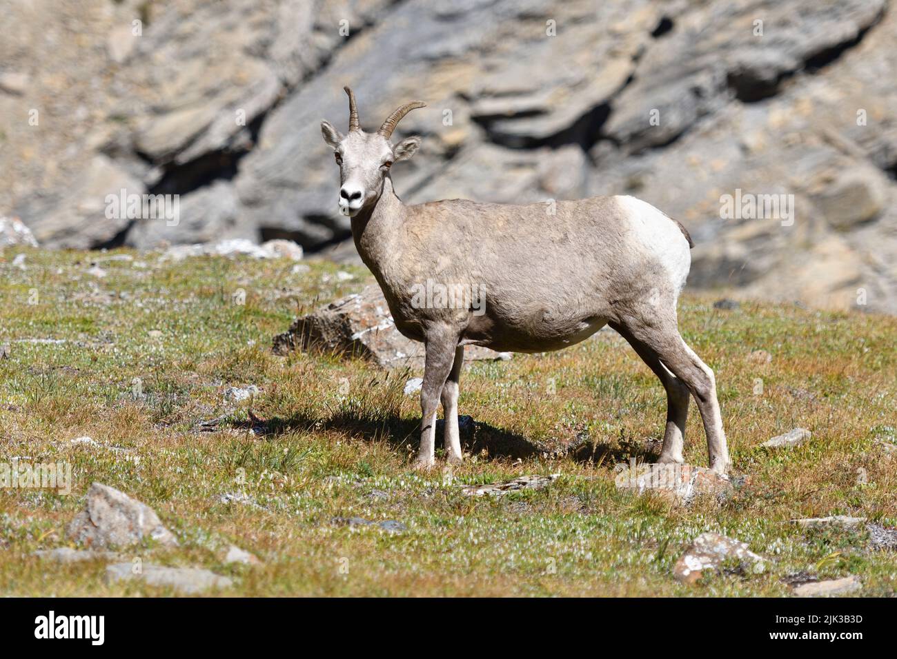 Mountain Goat at Glacier National Park USA Stock Photo - Alamy
