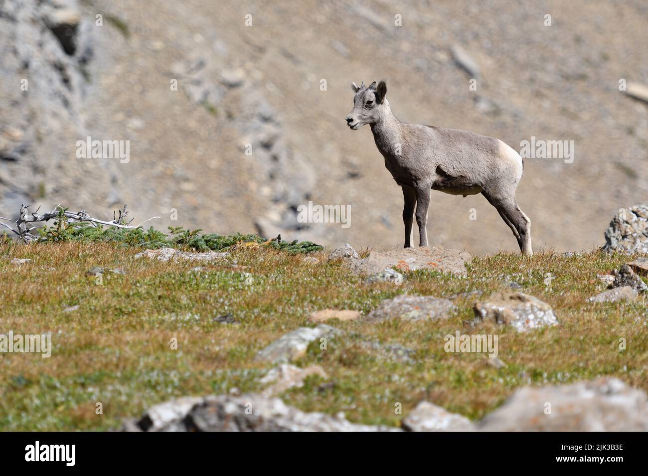 Mountain Goat at Glacier National Park USA Stock Photo - Alamy