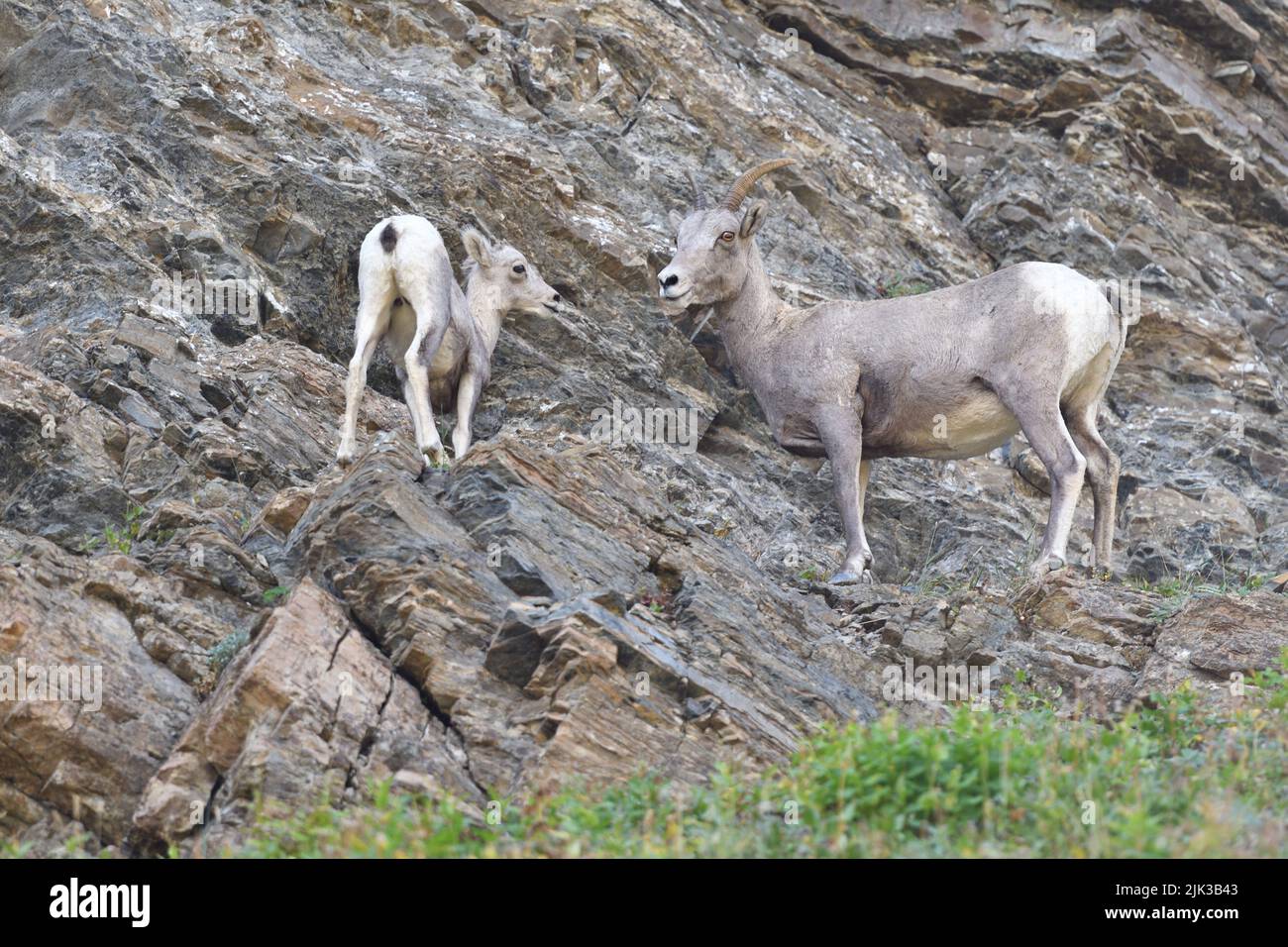 Mountain Goat at Glacier National Park USA Stock Photo - Alamy