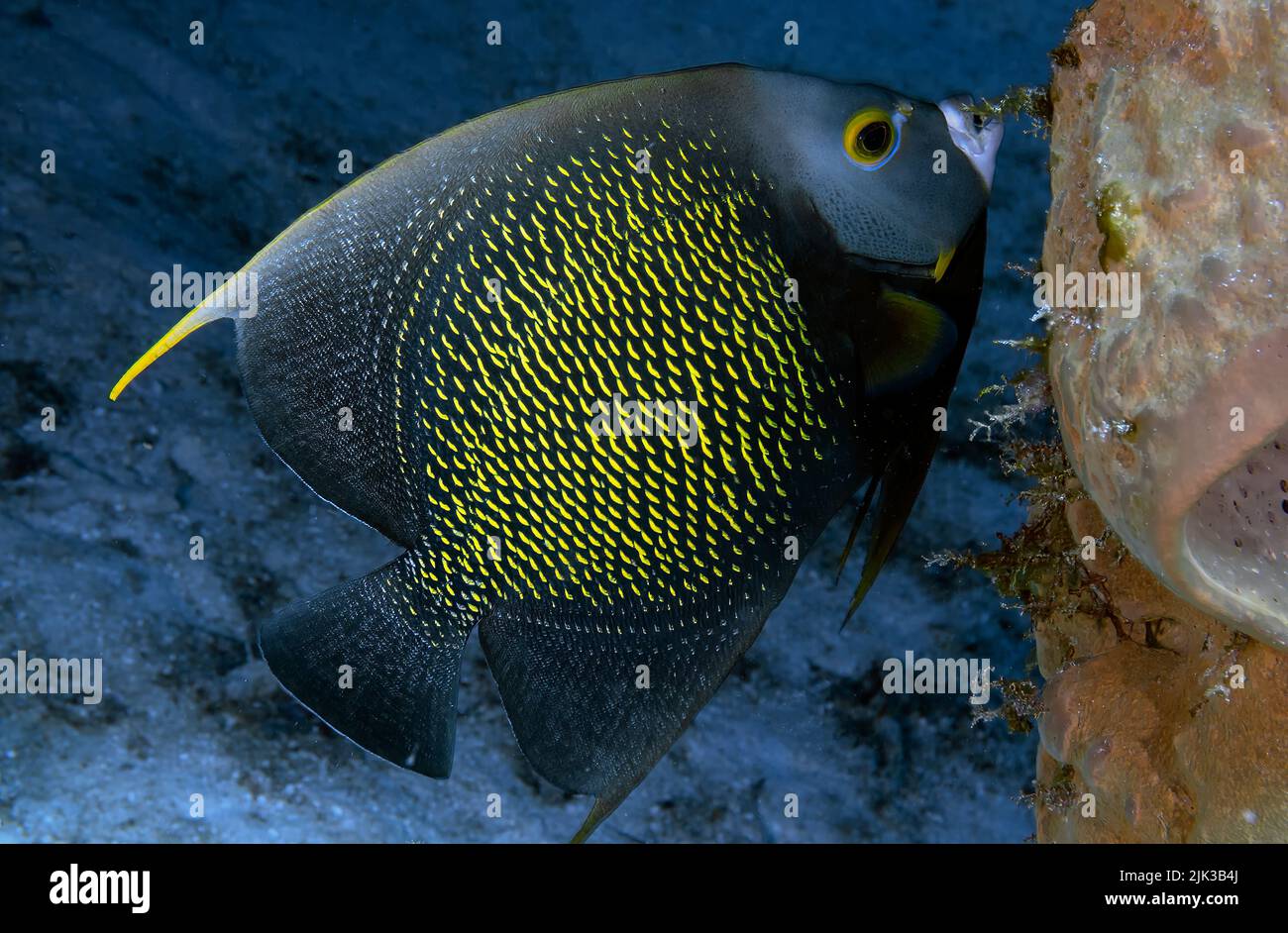 Playa angel hi-res stock photography and images - Alamy