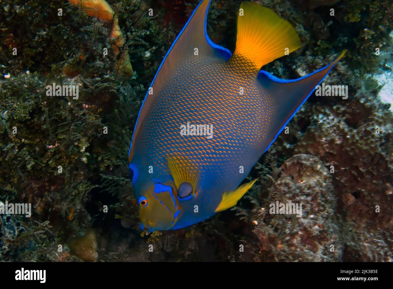 A Queen Angelfish (Holacanthus ciliaris) in Cozumel, Mexico Stock Photo ...