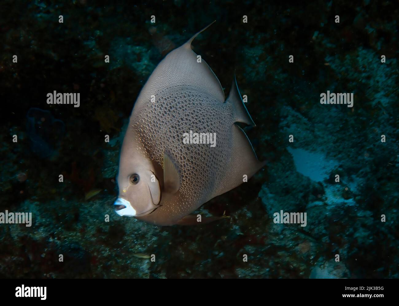 A Gray Angelfish (Pomacanthus arcuatus) in Cozumel, Mexico Stock Photo ...