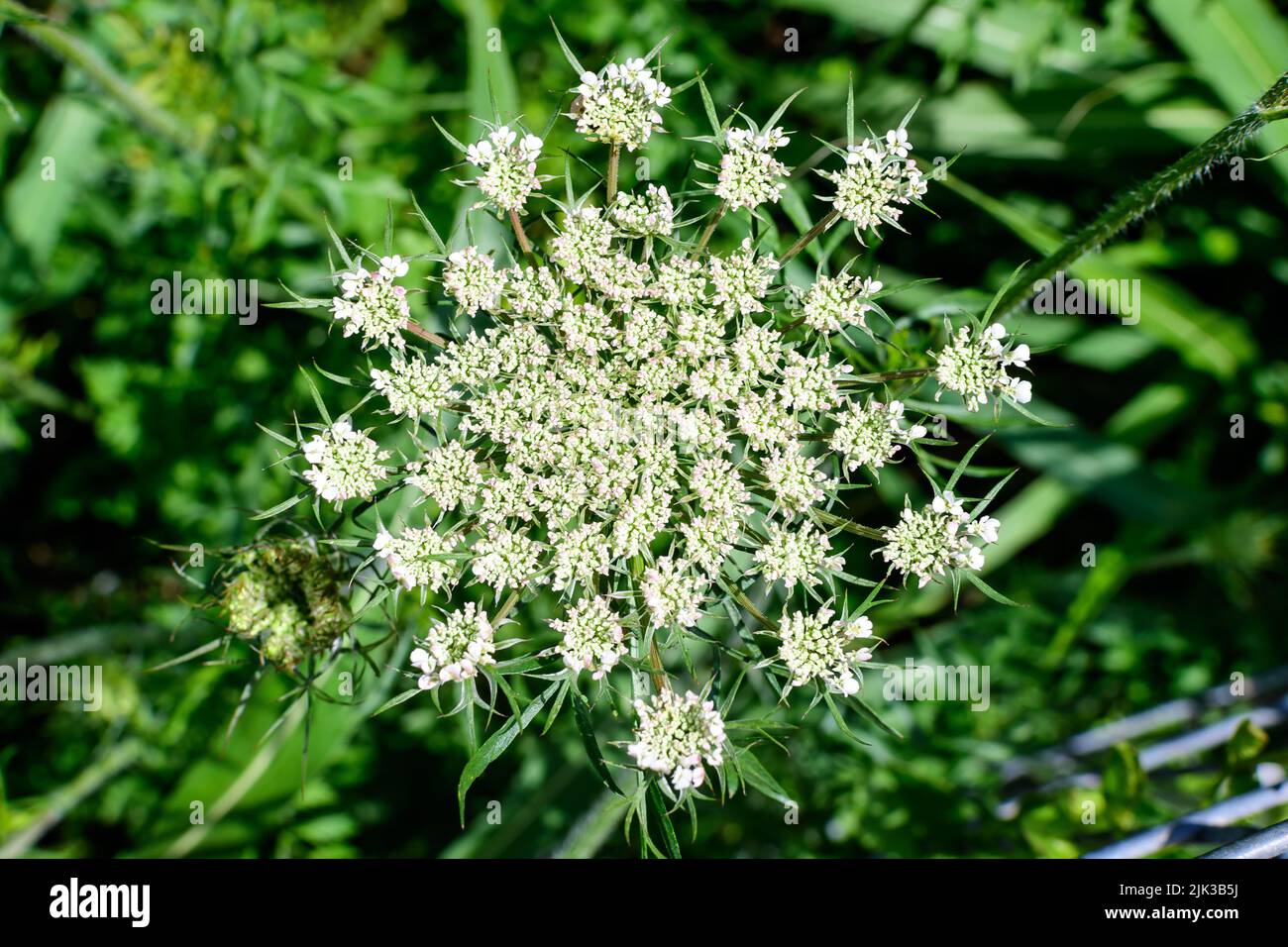 Many delicate white flowers of Anthriscus sylvestris wild perennial ...