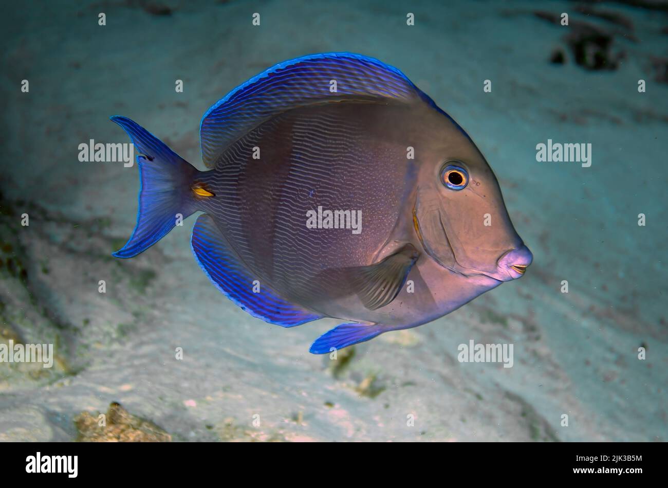 Caribbean Blue Tang