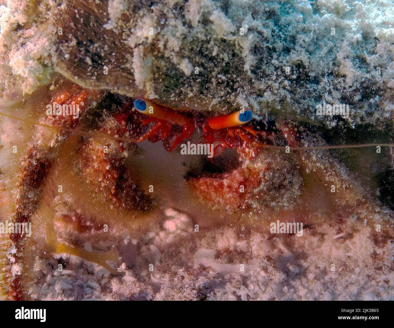 A Hermit Crab (Dardanus sp.) in Cozumel. Mexico Stock Photo - Alamy