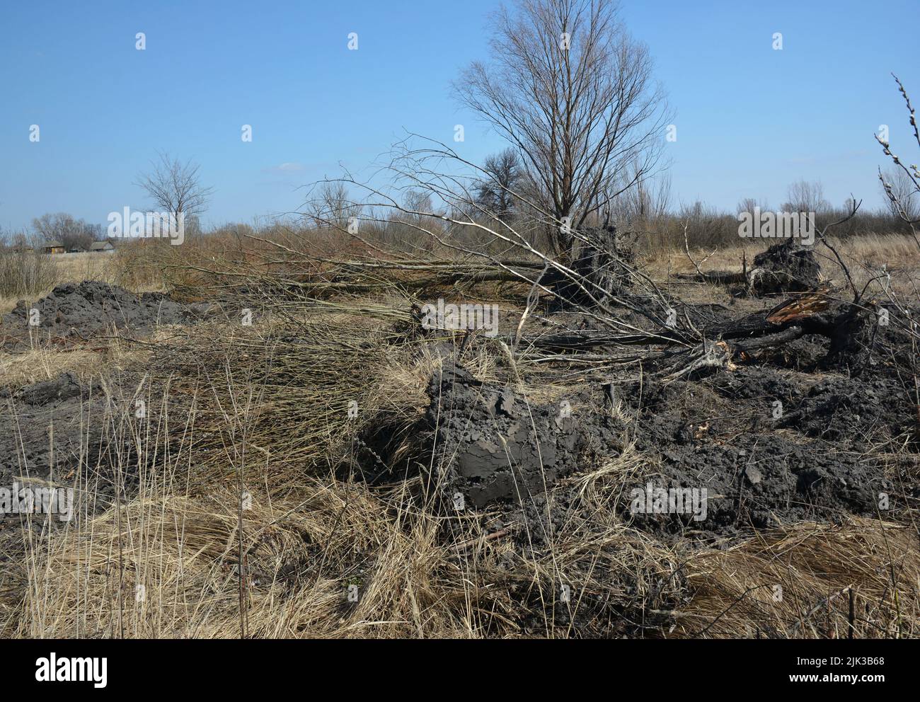 Woodland grubbing, clearing, removing of trees and shrubs to increase ...