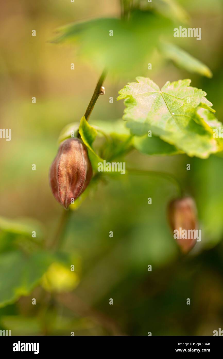 Very close up natural flower portrait of Abutilon 'Wakehurst' Stock ...