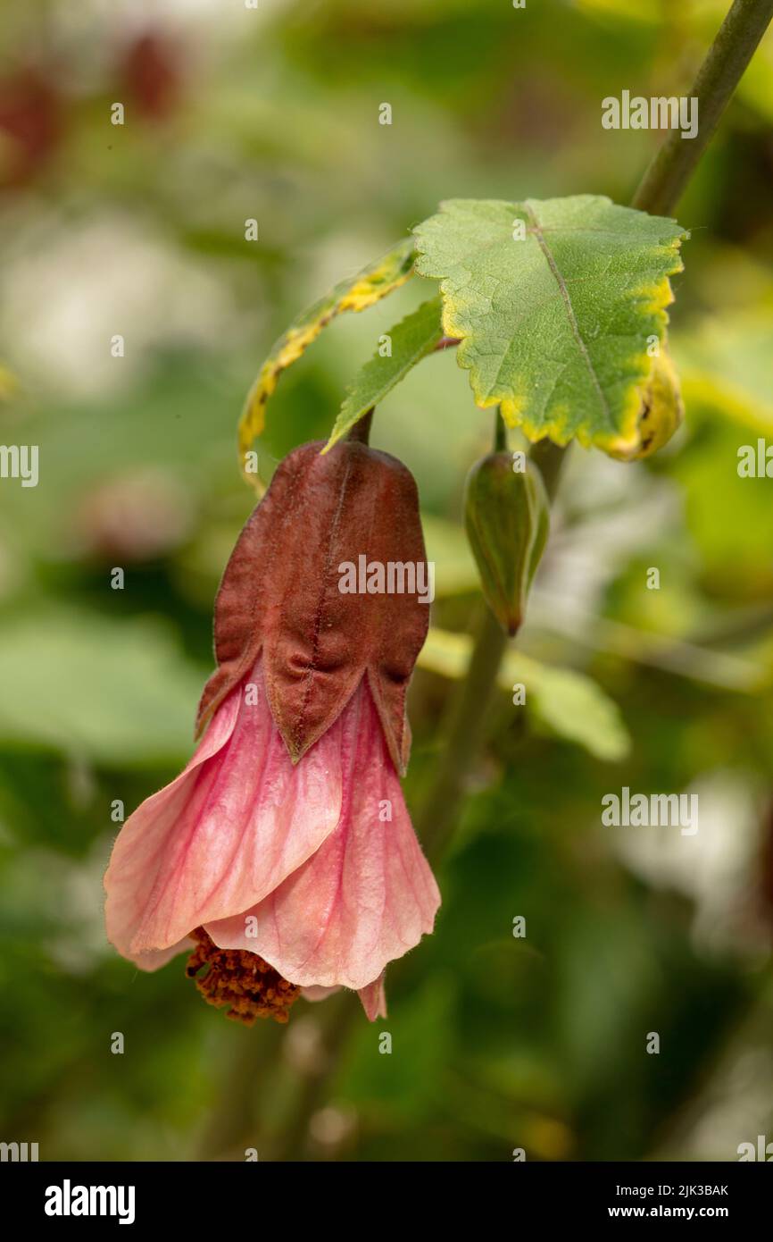 Very close up natural flower portrait of Abutilon 'Wakehurst' Stock ...