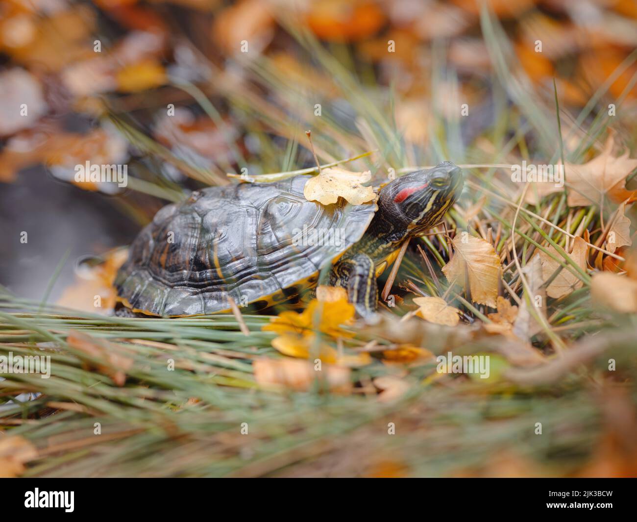 Small red-eared turtle crawling through the fallen autumn leaves near ...