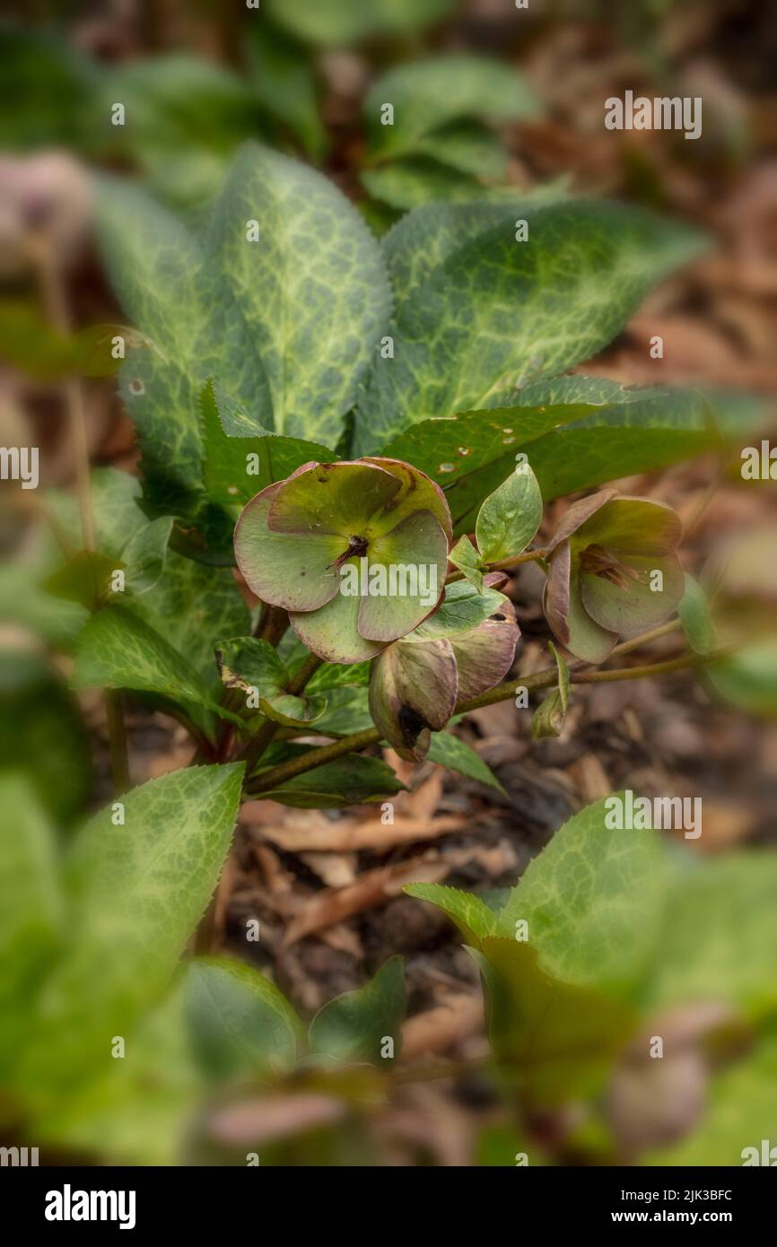 Very close up leaf patterns Helleborus - Rodney Davey Marbled Group ...
