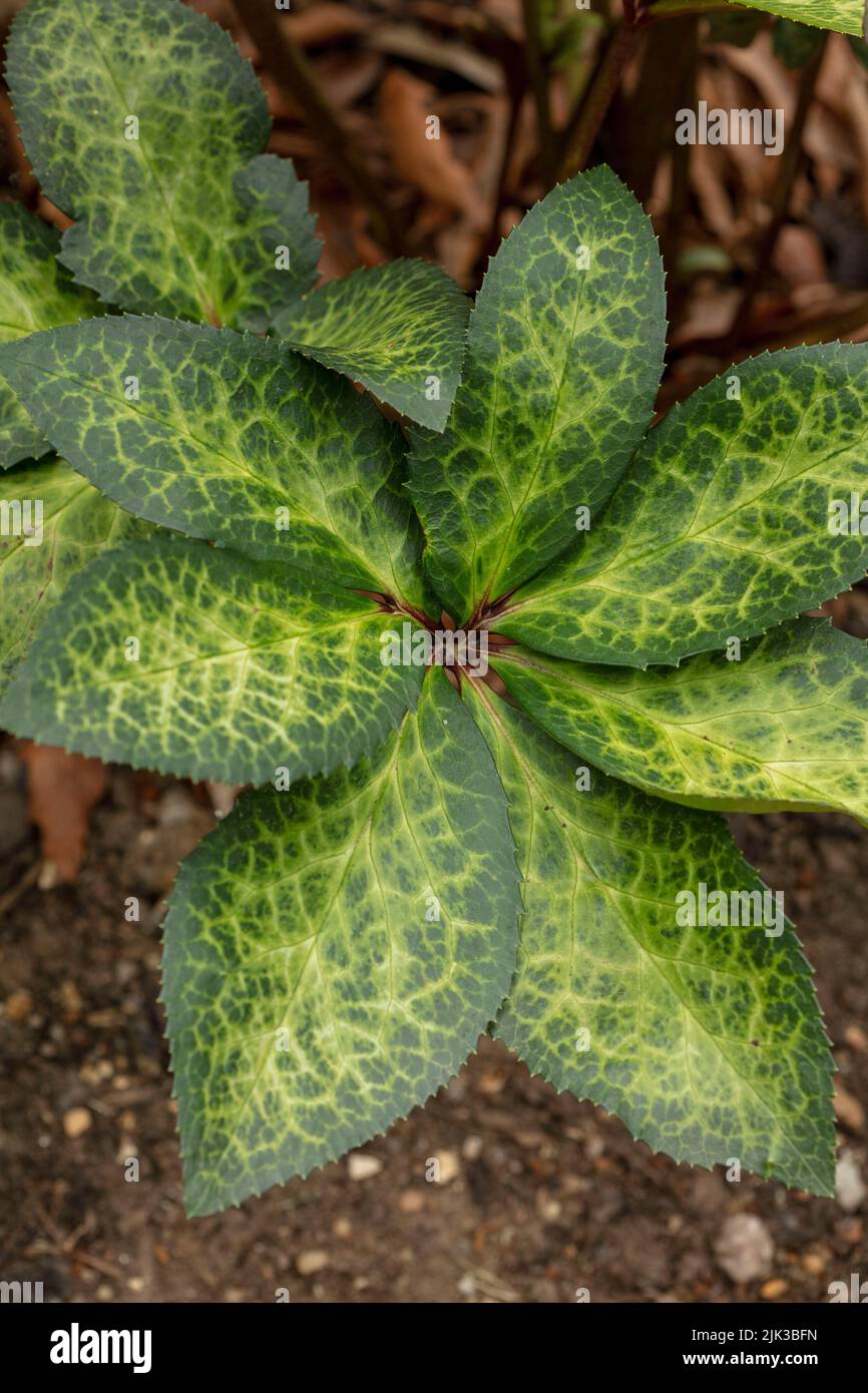 Very close up leaf patterns Helleborus - Rodney Davey Marbled Group ...