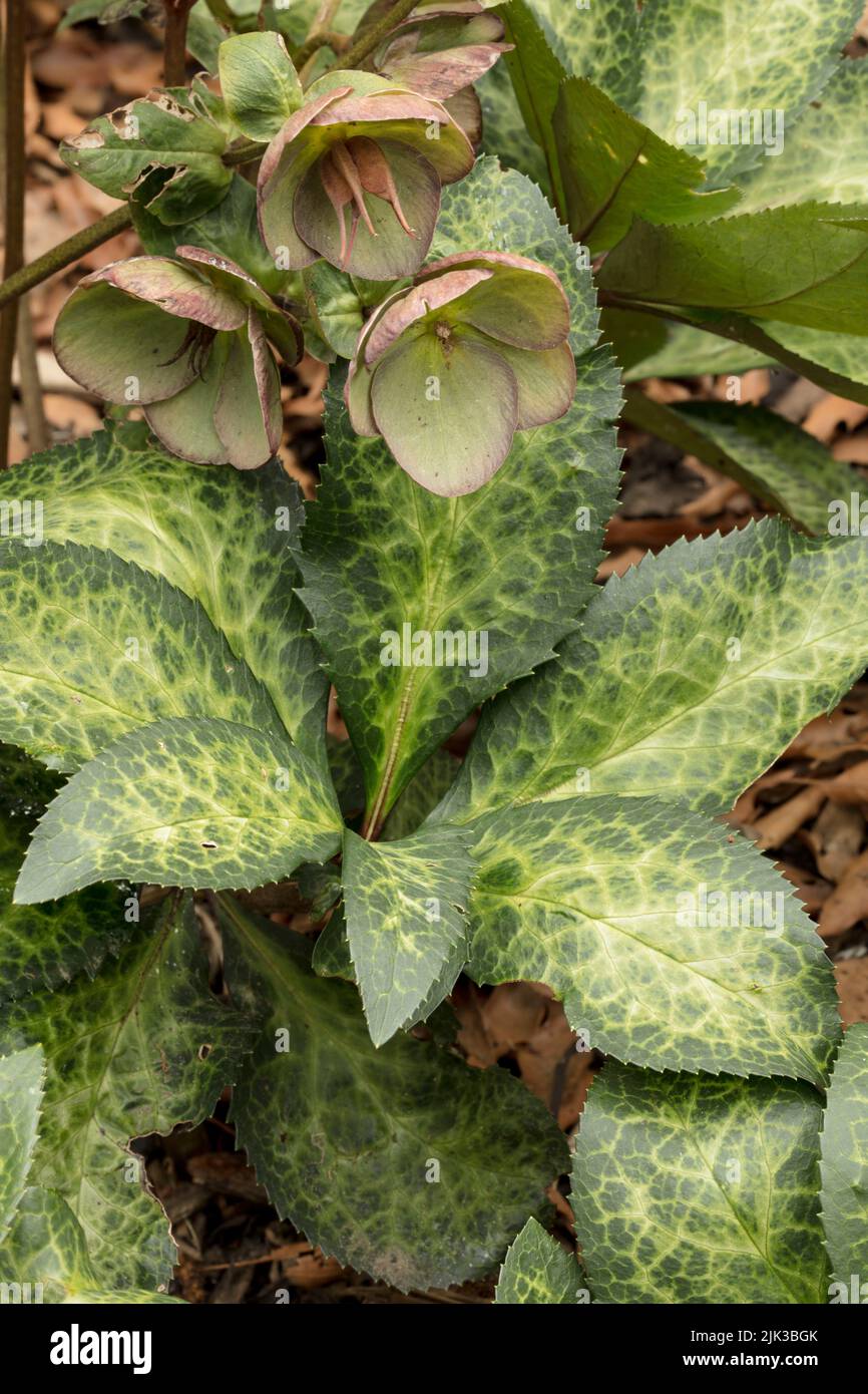 Very close up leaf patterns Helleborus - Rodney Davey Marbled Group ...