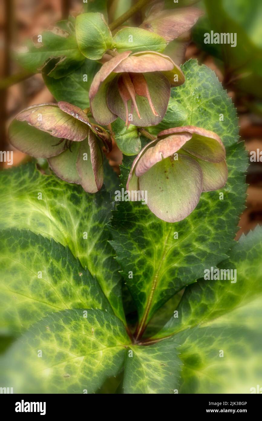 Very close up leaf patterns Helleborus - Rodney Davey Marbled Group ...