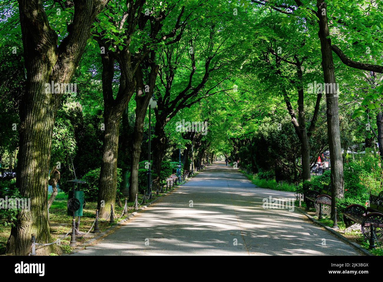 Minimalist garden landscape with linden trees and green leaves near a ...