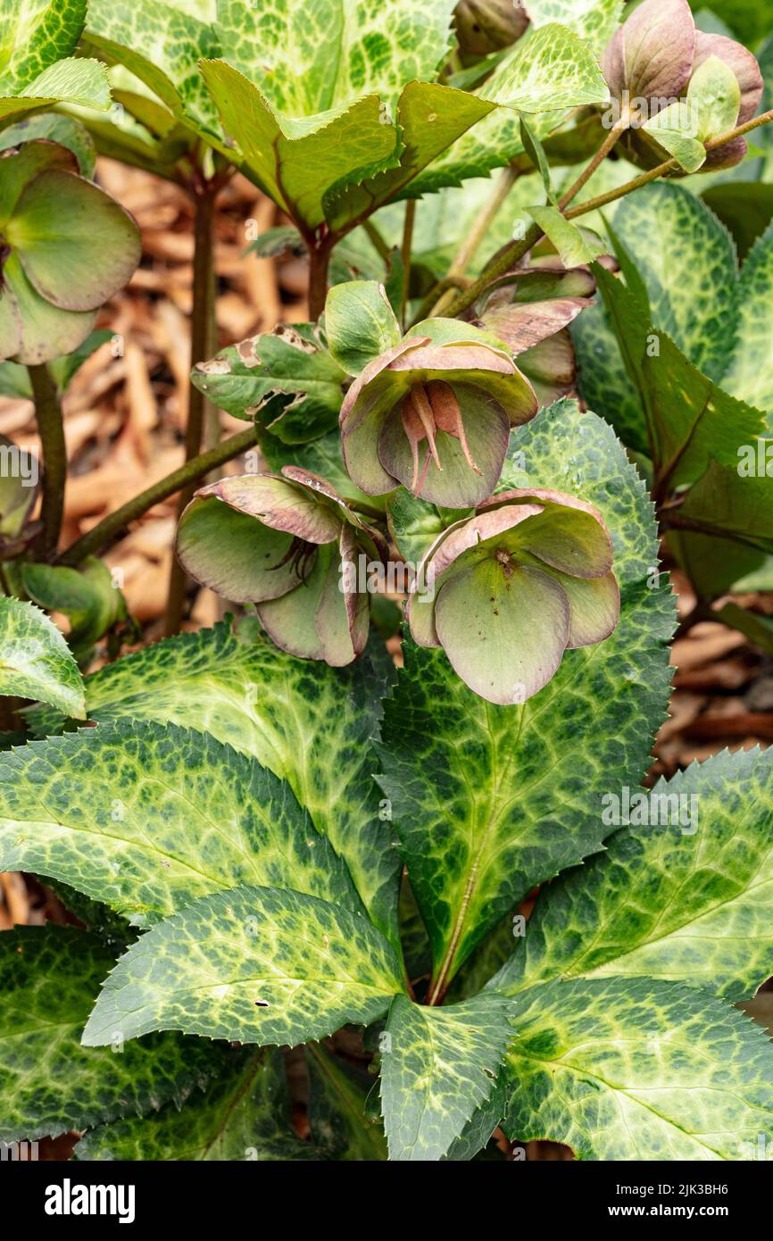 Very close up leaf patterns Helleborus - Rodney Davey Marbled Group ...