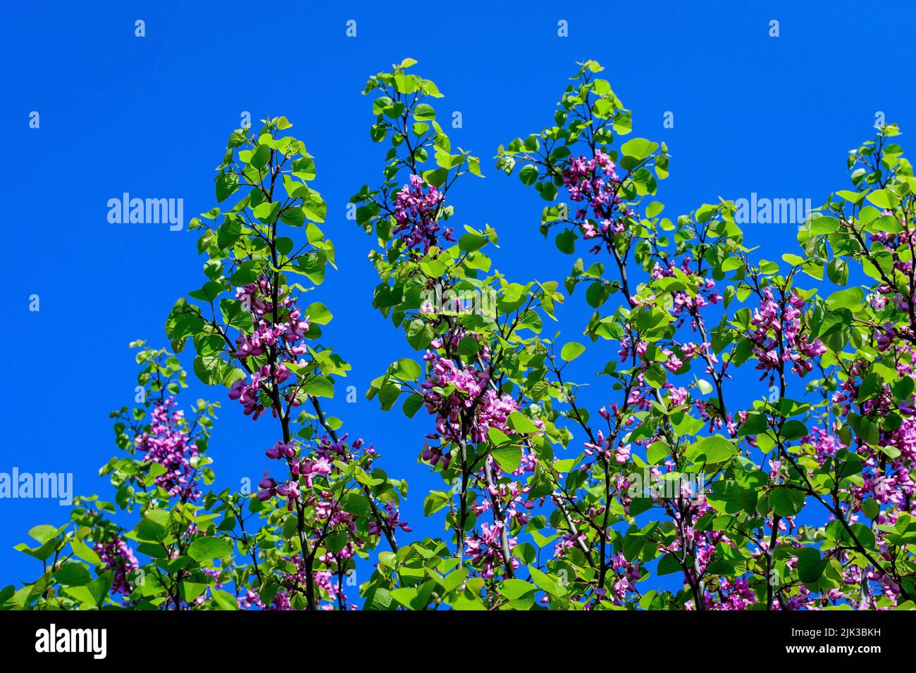 Many vivid pink flowers of Cercis siliquastrum, commonly known as Judas ...