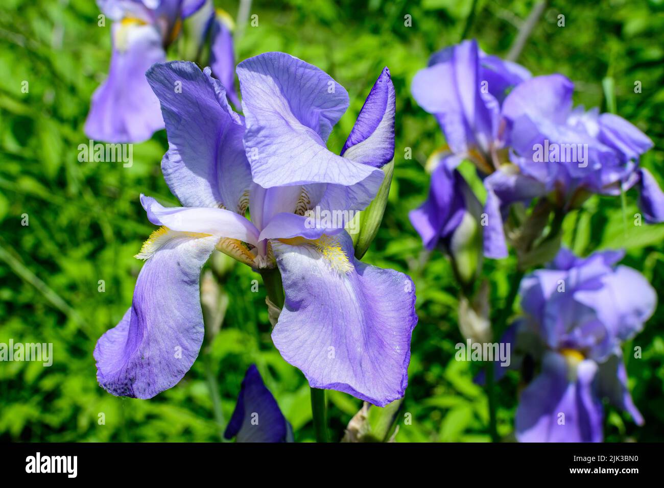 Close up of one vivid blue iris flower on green, in a sunny spring ...