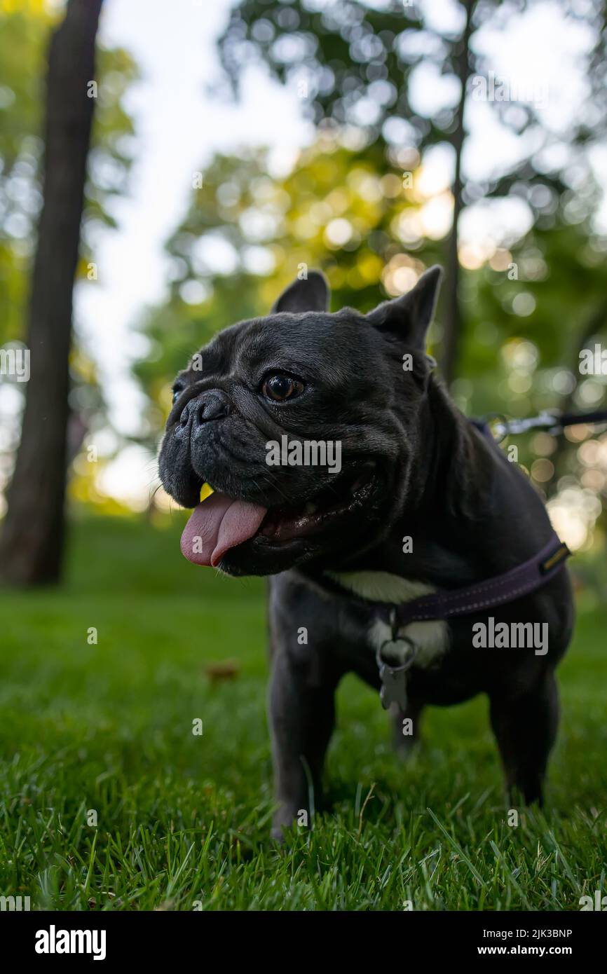 little black bulldog sticking out his tongue and panting in the park ...
