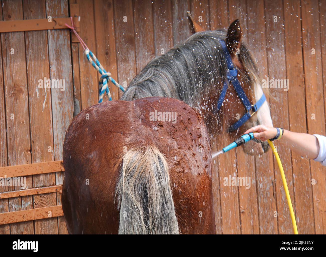 Horse is washed hi-res stock photography and images - Alamy