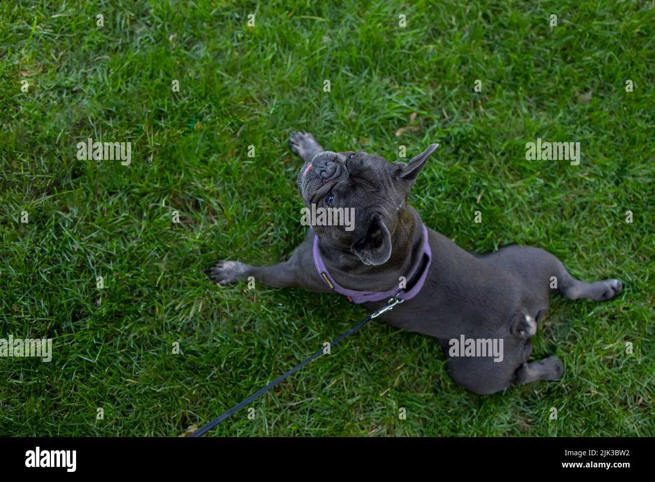 Bulldog lying on grass hi-res stock photography and images - Alamy