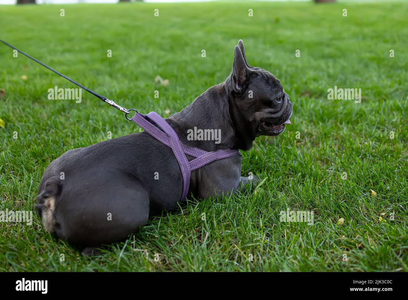 bulldog walks on a leash in the park lay down to rest after running ...