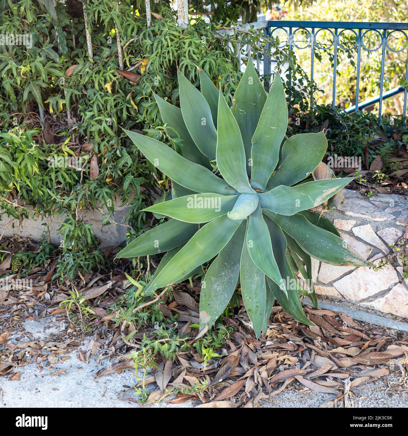Agave grows near the fence. square frame Stock Photo - Alamy