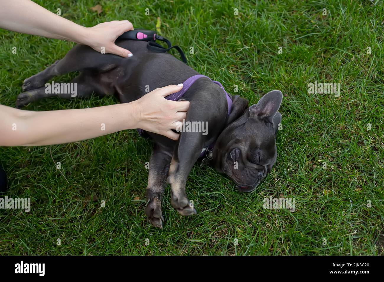 the hands of the owner of the dog are scratching the French bulldog by ...