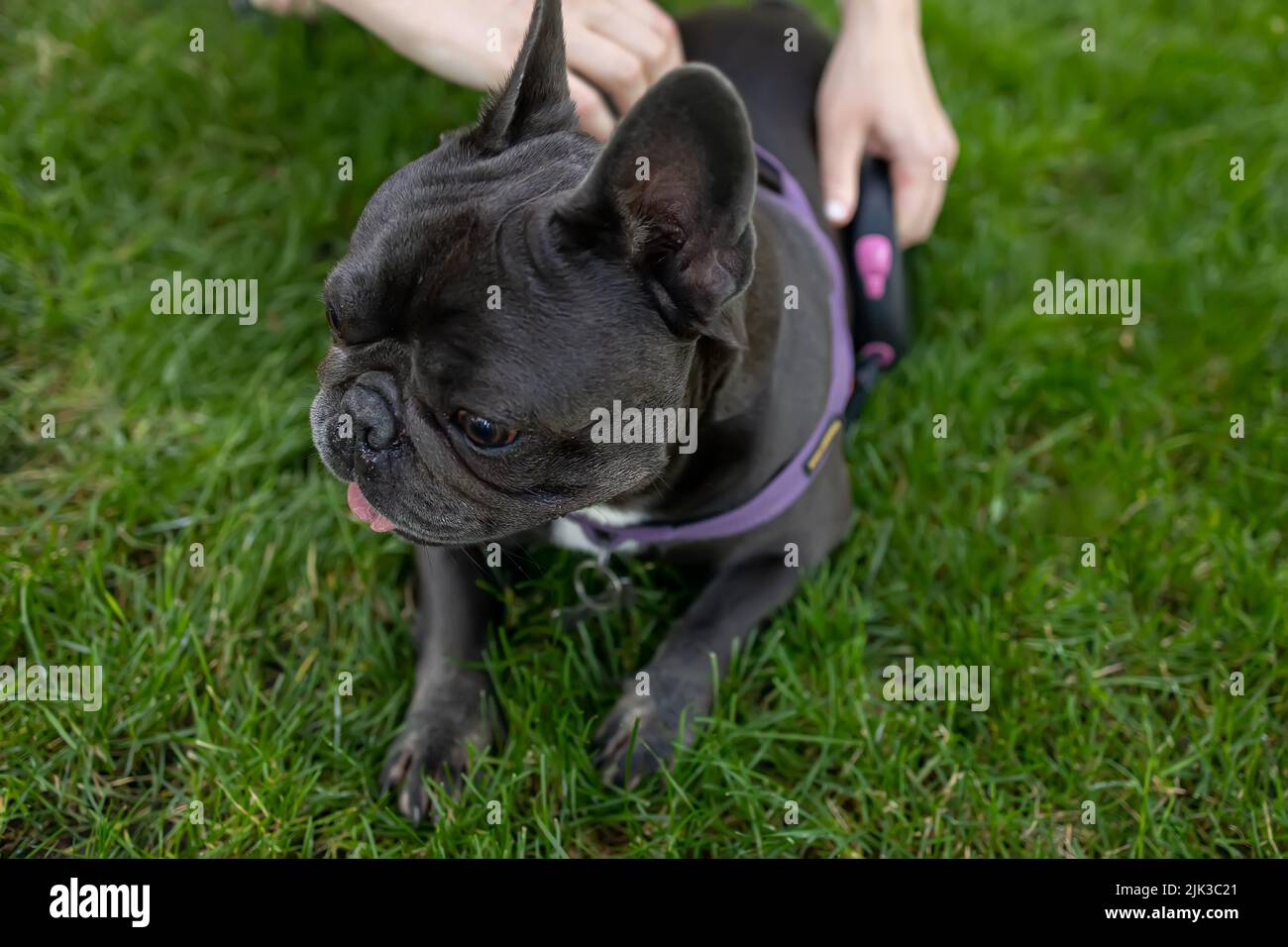 the hands of the owner of the dog are scratching the French bulldog by ...