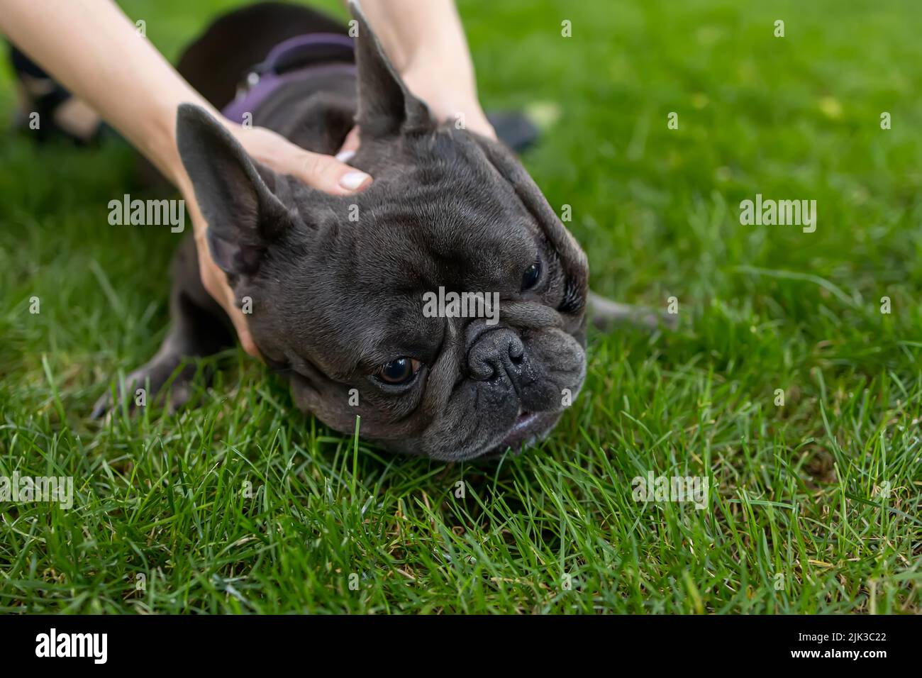 french bulldog likes the way the owner's hands massage his neck Stock ...