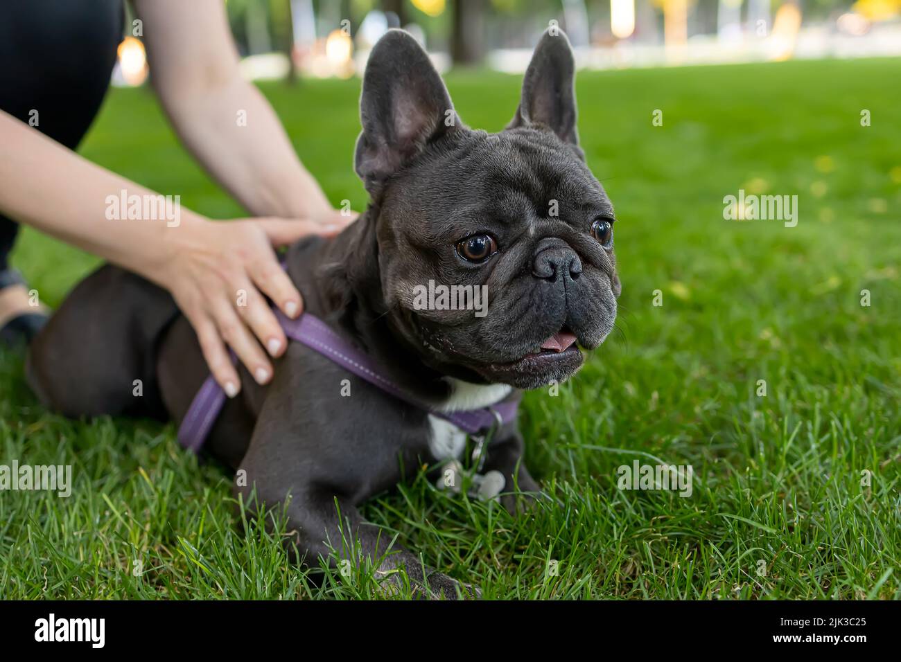 the hands of the owner hold the French bulldog so that he does not run ...