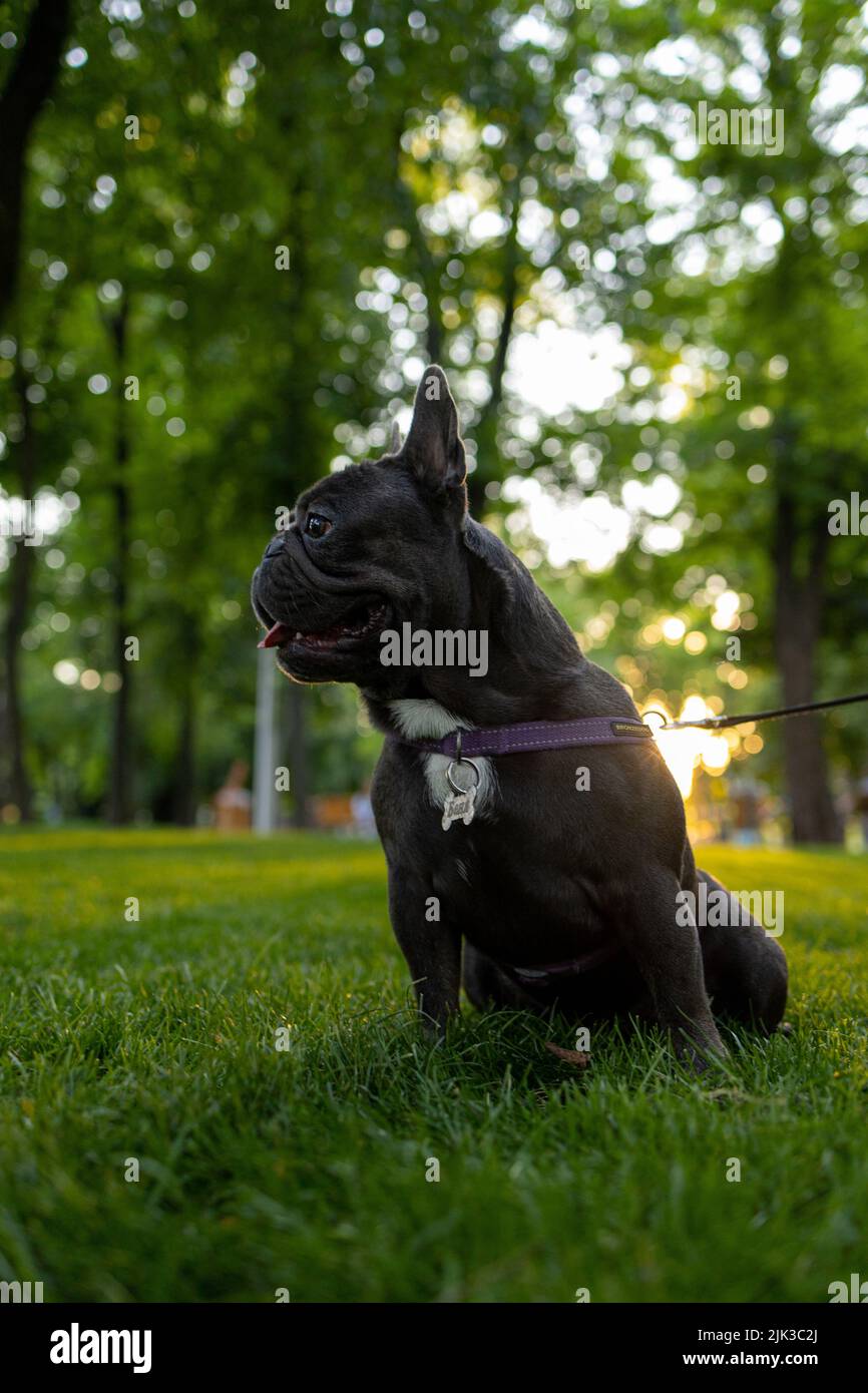 the dog obeyed the command to sit on the lawn in the park, behind it ...