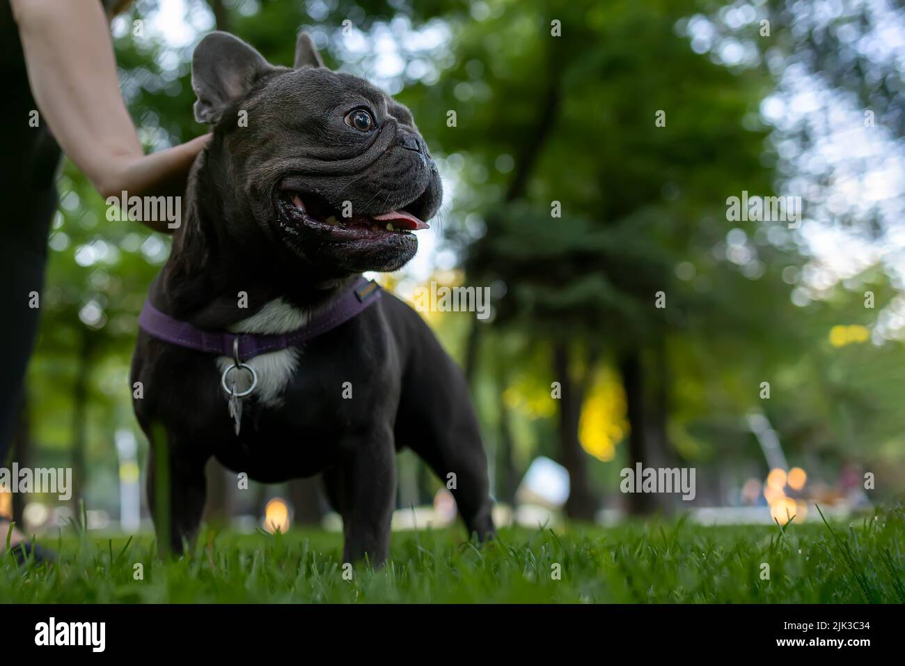 the hands of the owner carefully stroke the French bulldog, which looks ...