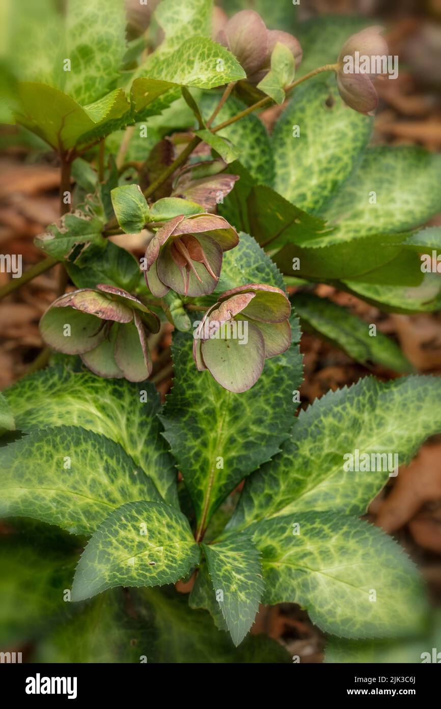 Very close up leaf patterns Helleborus - Rodney Davey Marbled Group ...