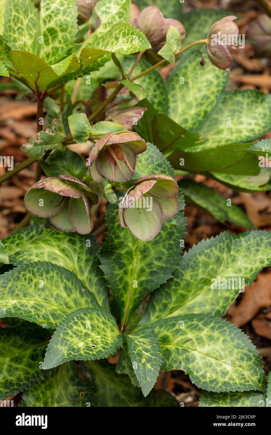Very close up leaf patterns Helleborus - Rodney Davey Marbled Group ...