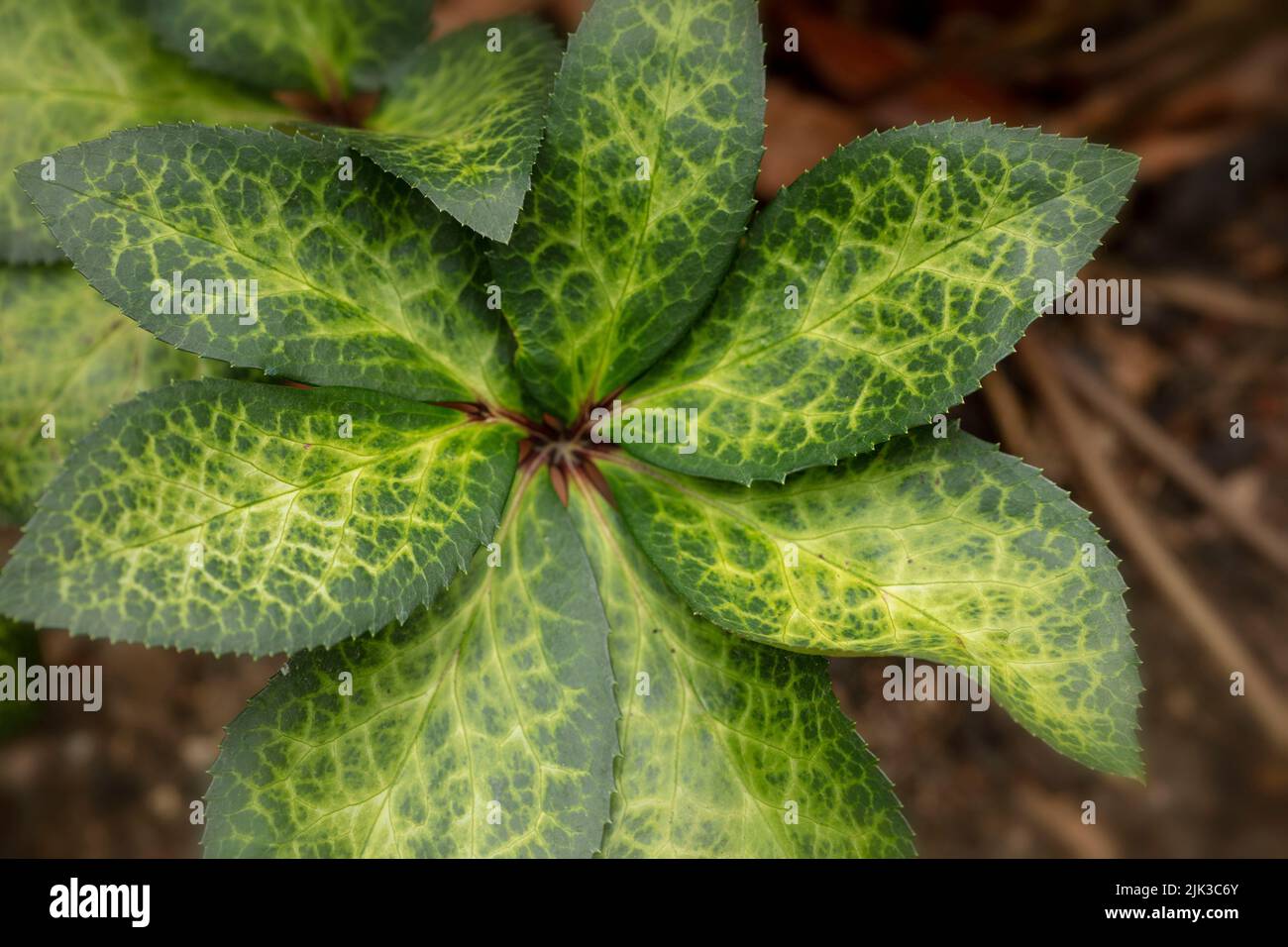 Very close up leaf patterns Helleborus - Rodney Davey Marbled Group ...