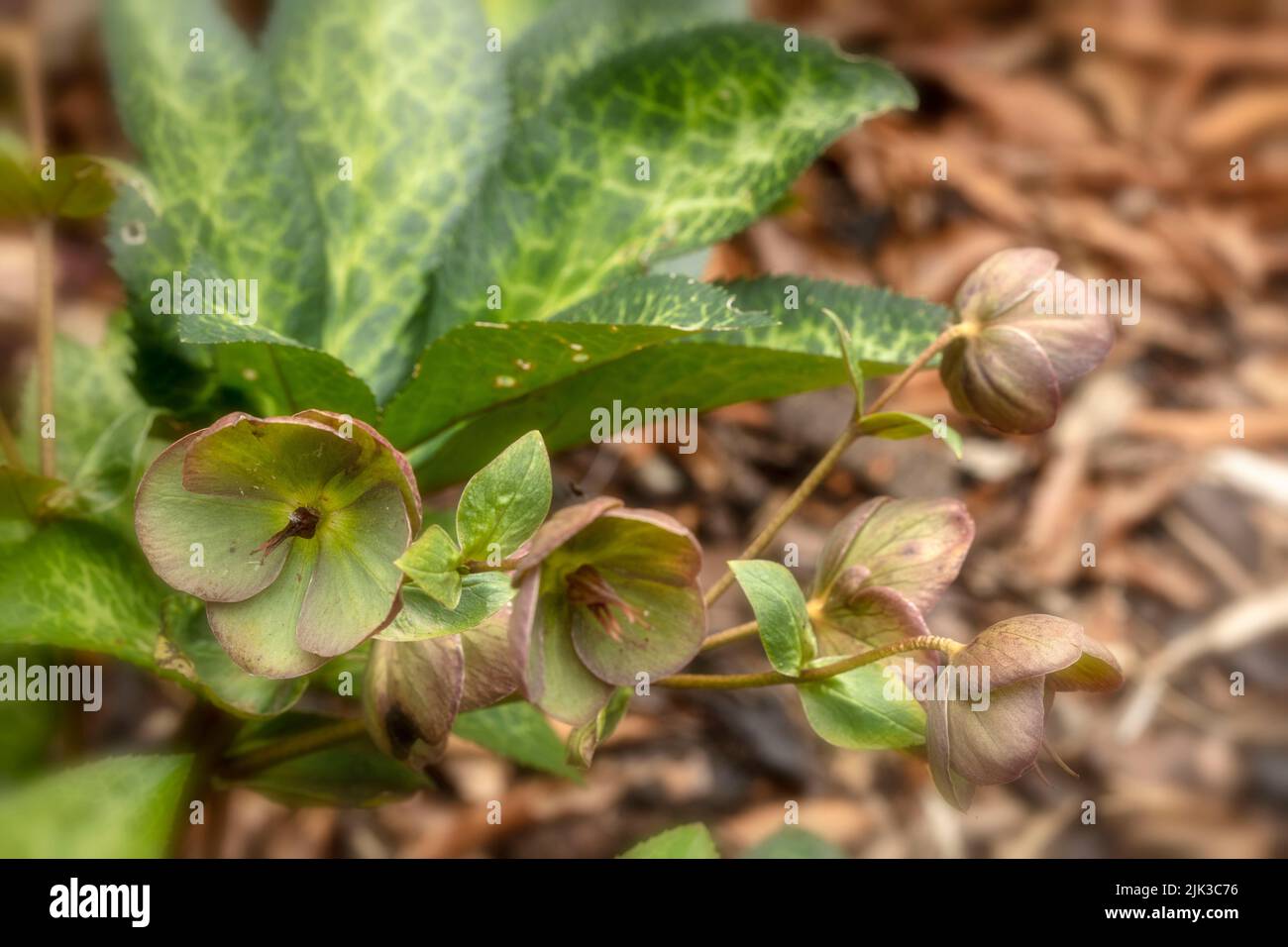 Very close up leaf patterns Helleborus - Rodney Davey Marbled Group ...