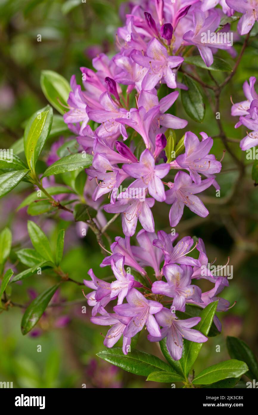 Beautiful Rhododendron Maddenii (subspecies Crassum) flowers in close ...