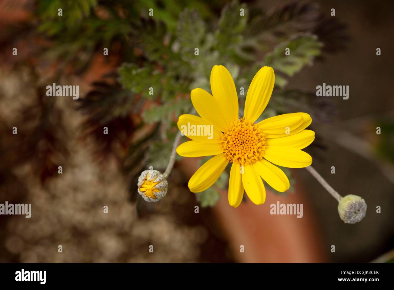 Close up plant portrait of Euryops Pectinatus Stock Photo - Alamy