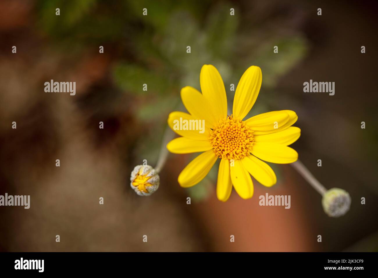 Close up plant portrait of Euryops Pectinatus Stock Photo - Alamy