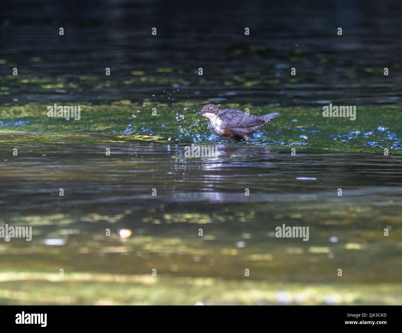 Dipper bird feeding on the River Teifi in Wales Stock Photo - Alamy