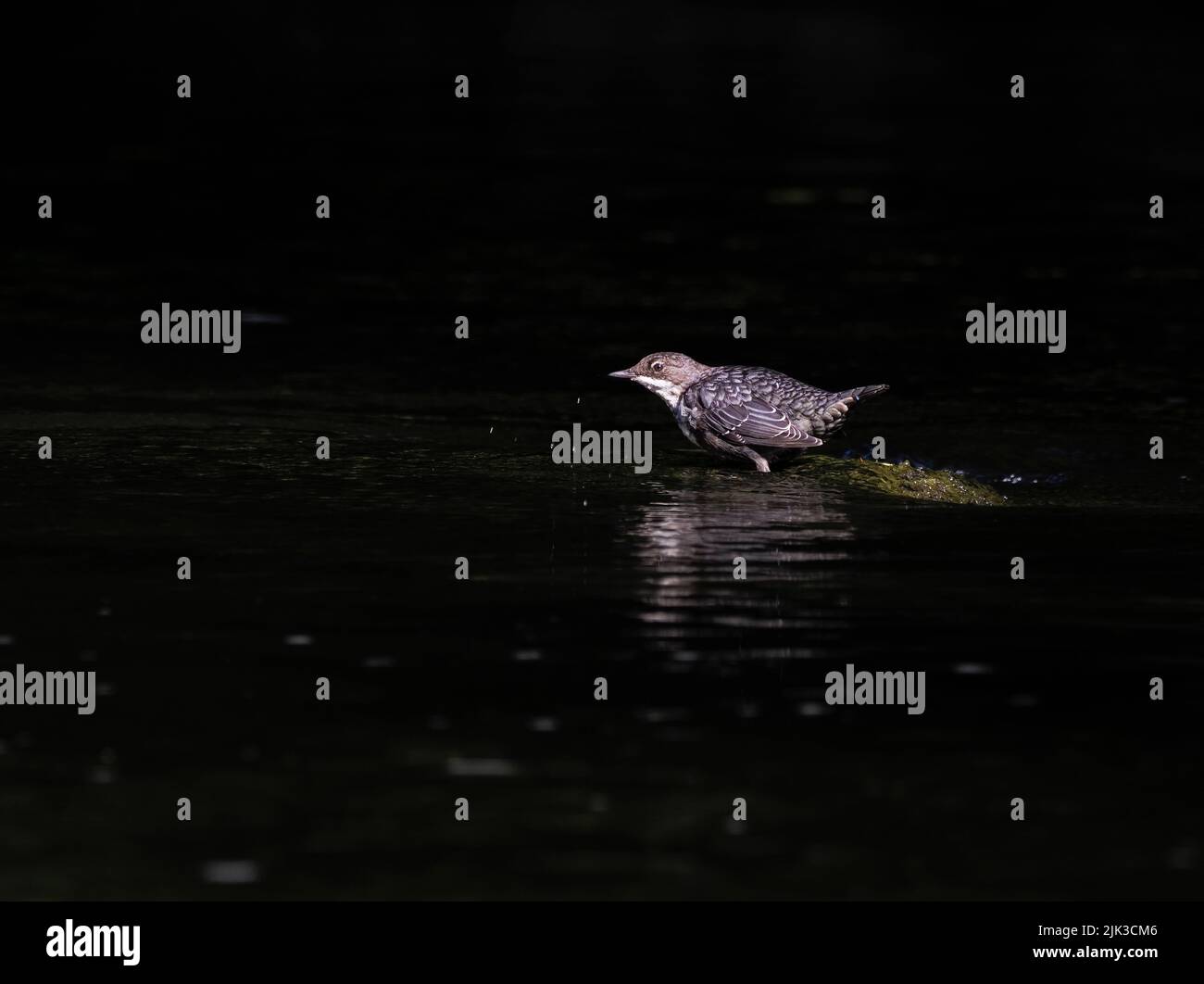 Dipper bird feeding on the River Teifi in Wales Stock Photo - Alamy