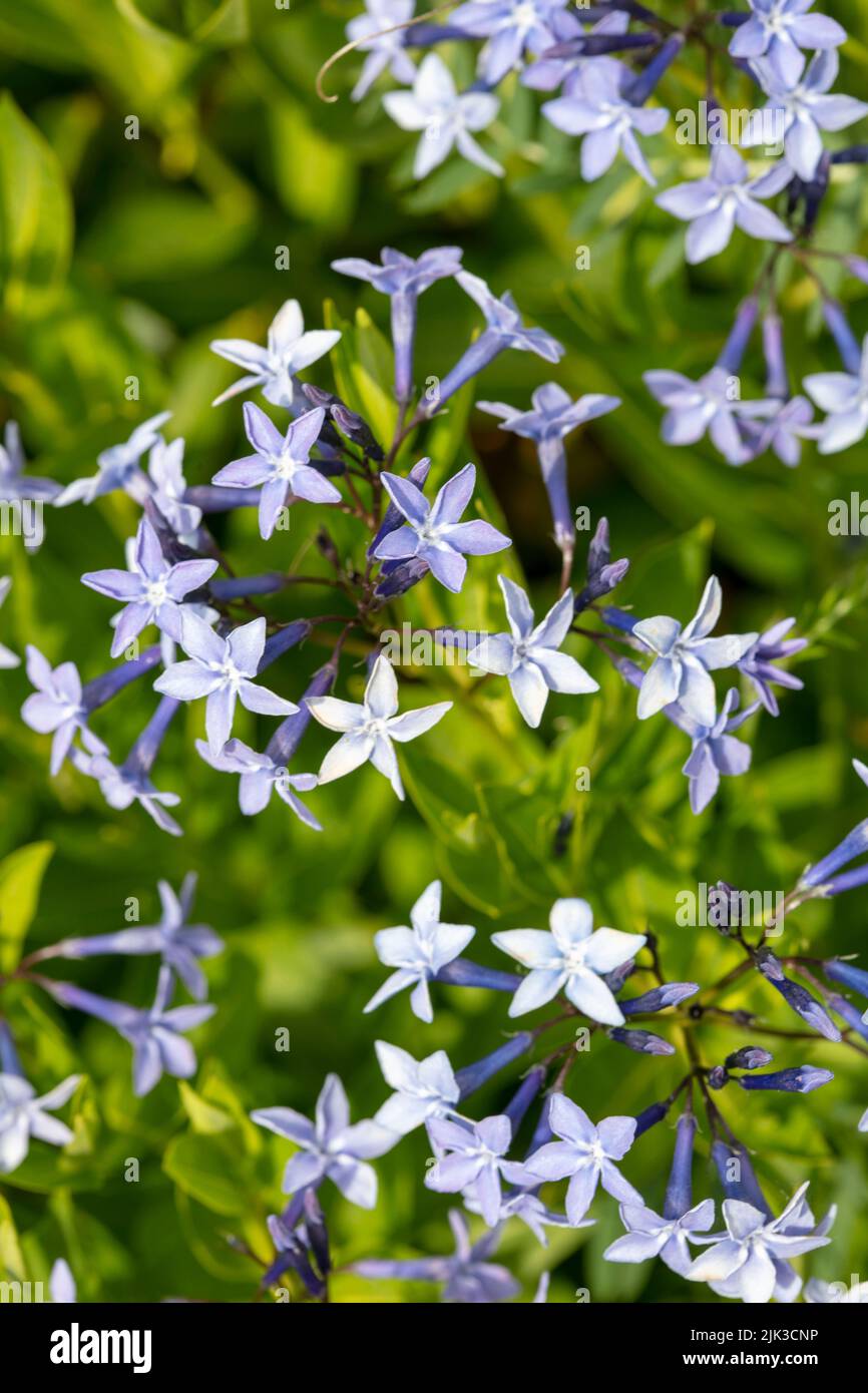 Amsonia 'Blue Ice’, bluestar 'Blue Ice’, natural very close up flower ...