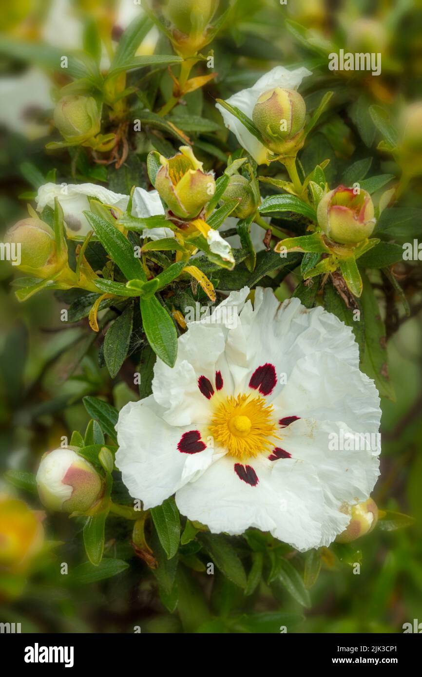 Close up natural flower portrait of Cistus purpureus,', Rock Rose, and ...